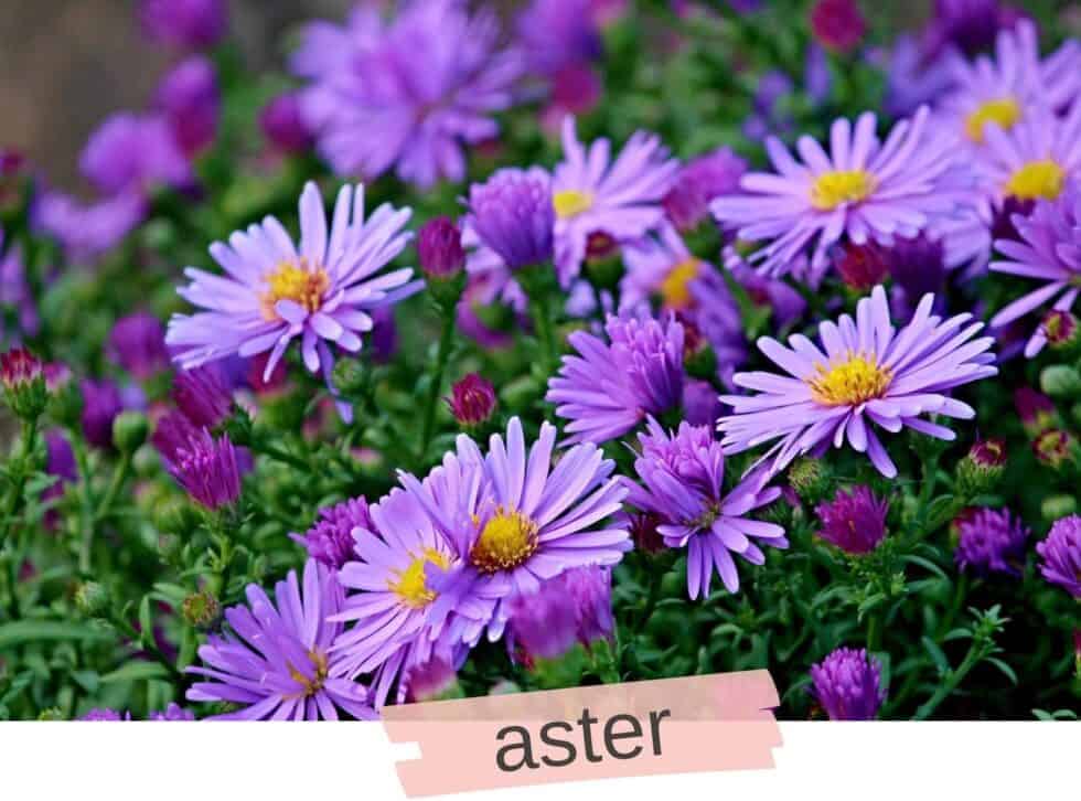 99 Surprisingly Chic Tree Names for Girls (2025)