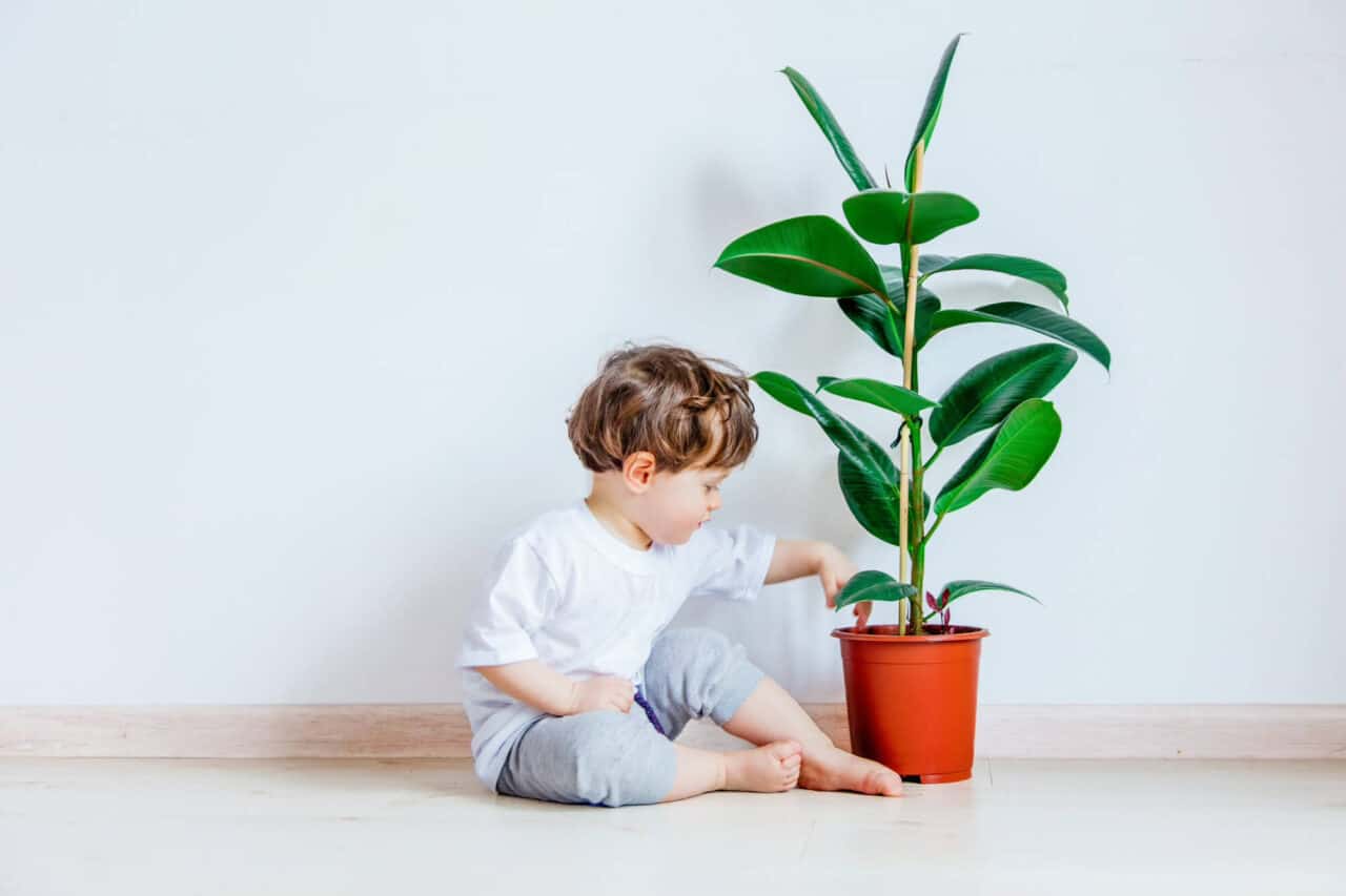 117 Majestic Tree Names for Boys that are Cool in 2025